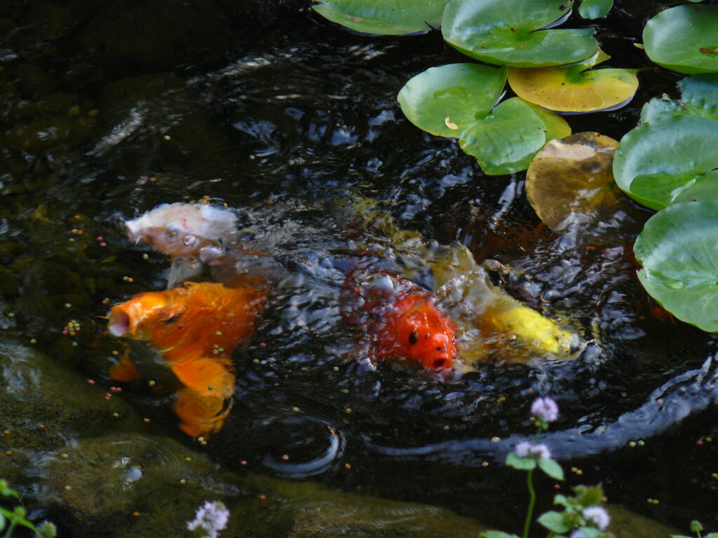 8 Healthy Koi Snacks for the Summer – C.E. Pontz Sons